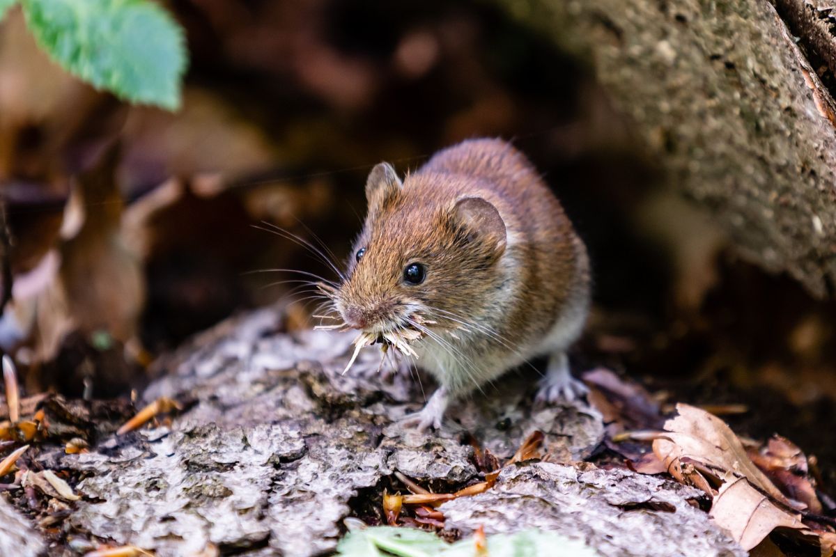 Vermin trouble at Santa Fe school - nm.news